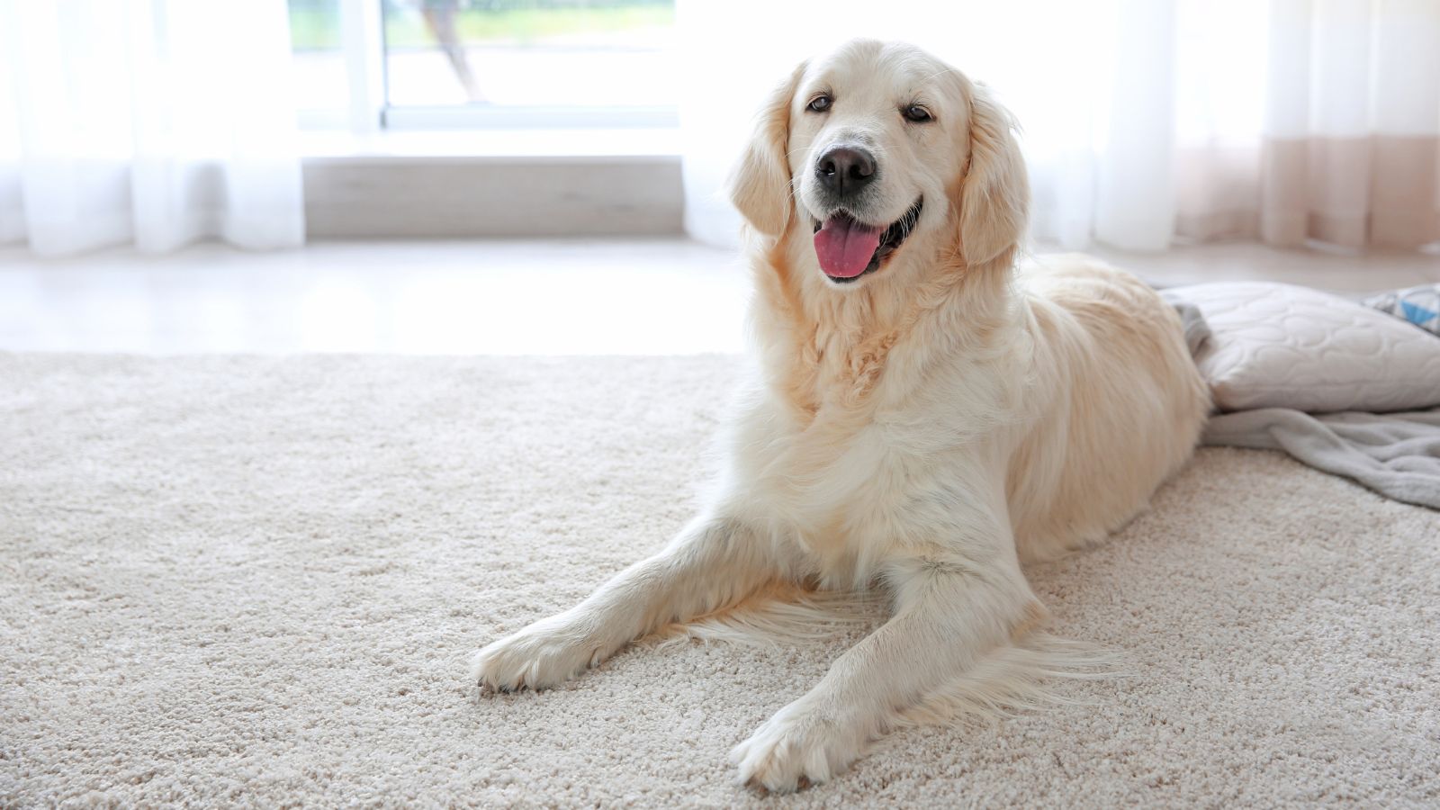Manlius, NY Veterinary Services | Manlius Veterinary Hospital