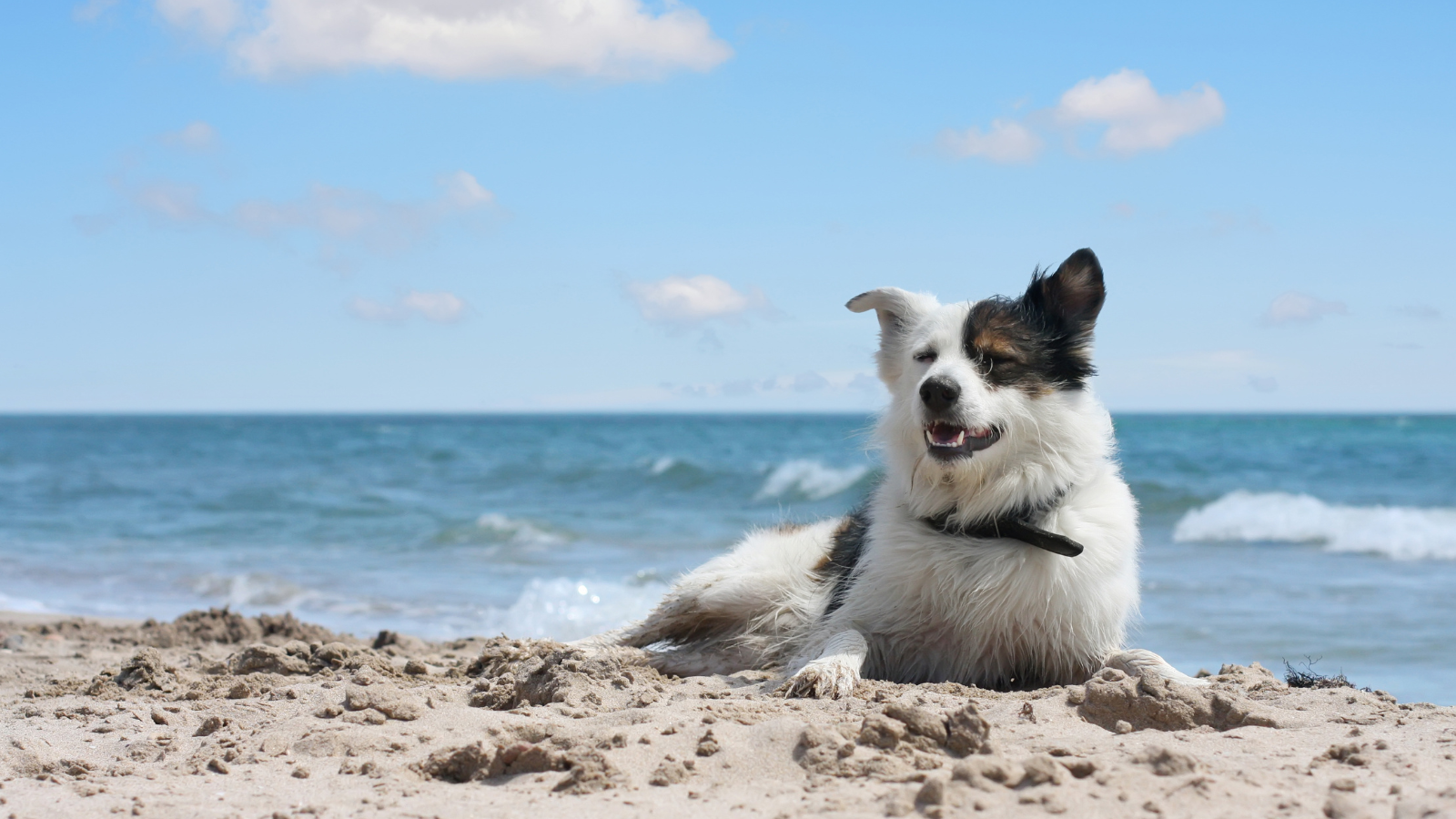 Contact Us | Manlius Veterinary Hospital
