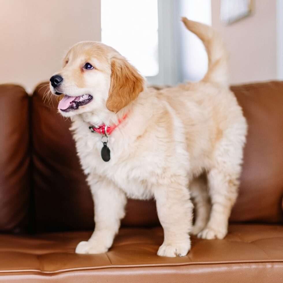 Veterinarian in Manlius, NY | Manlius Veterinary Hospital