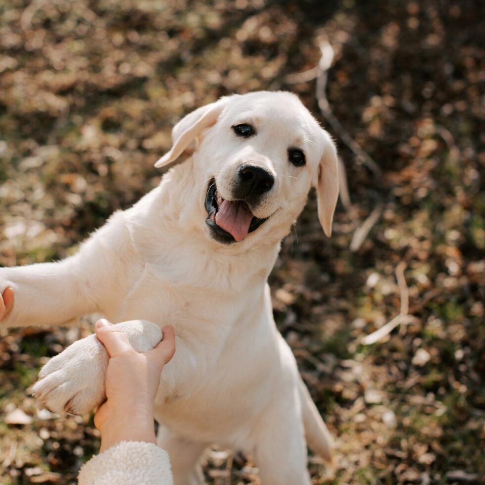 Veterinary Diagnostics & Imaging in Manlius, NY | Manlius Veterinary ...