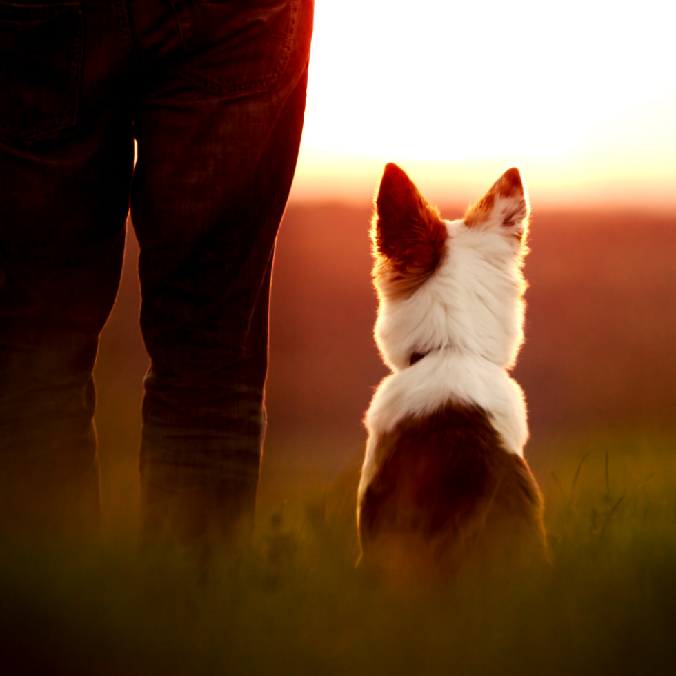 Pet End-Of-Life Care in Manlius, NY | Manlius Veterinary Hospital